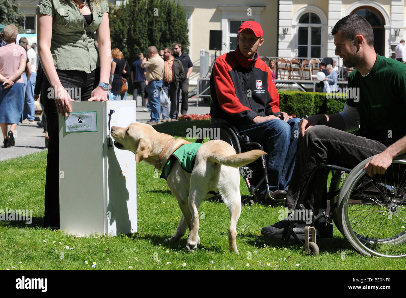 How Do Dogs Help Humans With Disabilities