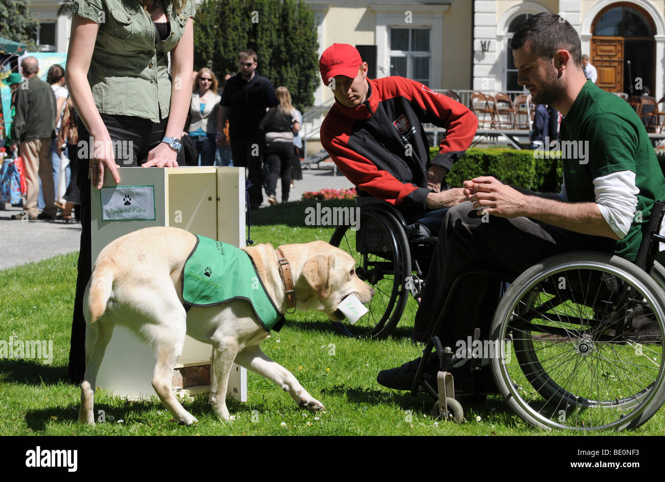 Labrador retriever dog trained to help disabled person. Dog learning ...