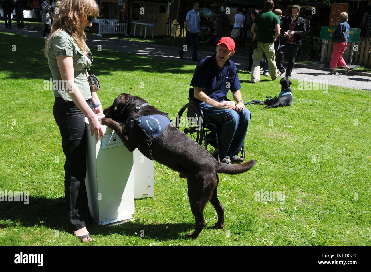 Labrador retriever dog trained to help disabled person. Dog learning ...