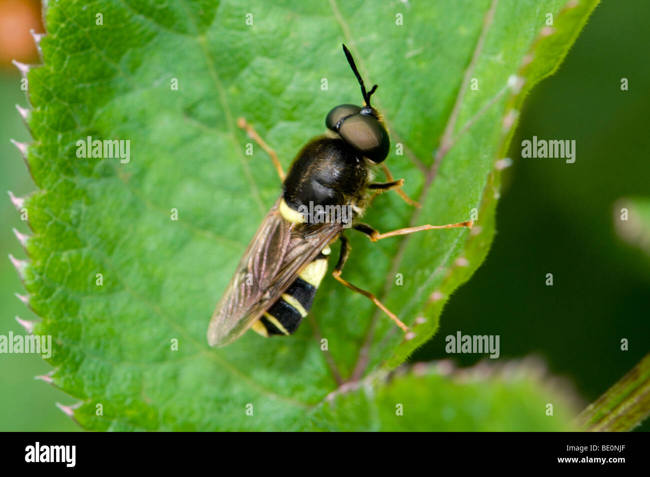 Soldier fly stratiomys chameleon hi-res stock photography and images ...