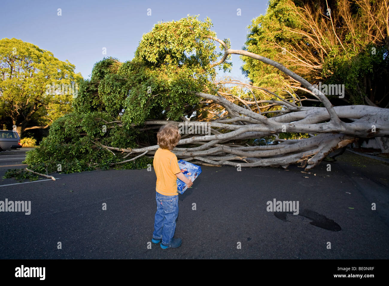 Young boy looking at fallen tree blocking street, Bundy Blvd, Los ...