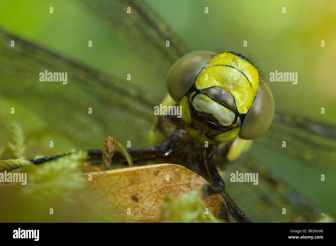 Western spectre dragonfly (Boyeria irene Stock Photo - Alamy