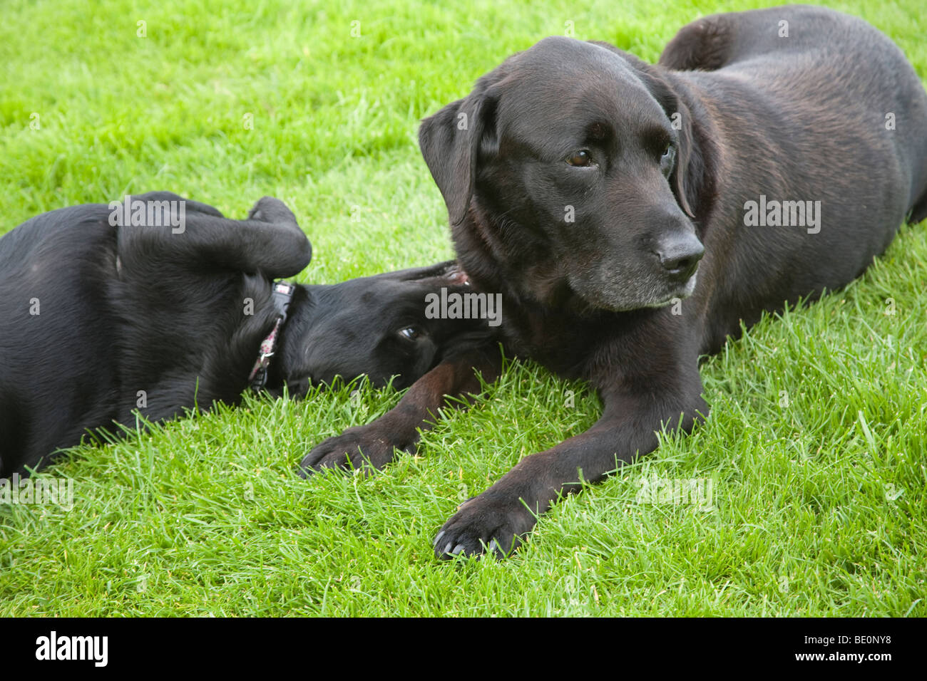 Close up old black Labrador lying on a lawn with his young companion ...