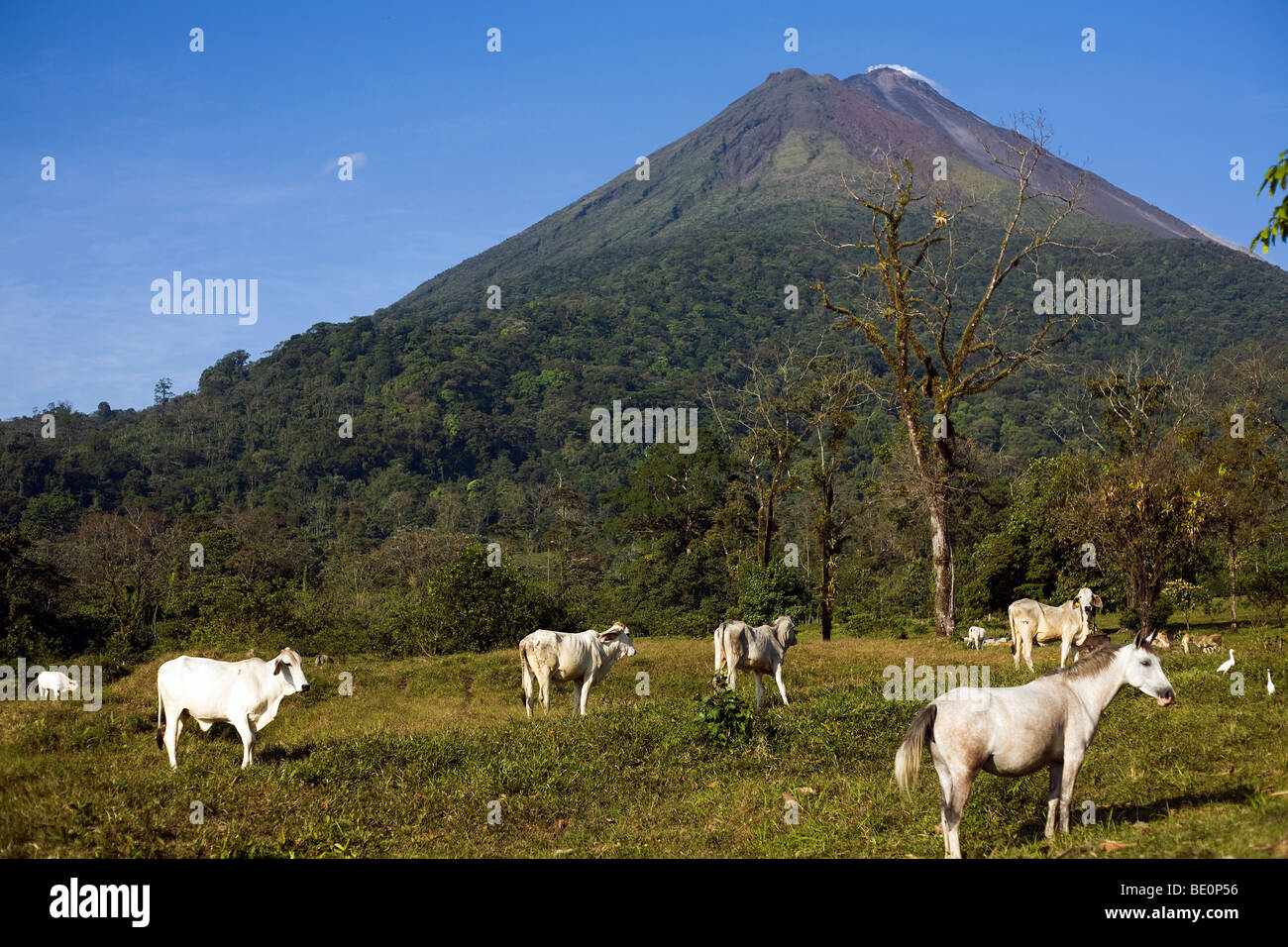 A herd of farm animals with Arenal Volcano in the background Stock ...