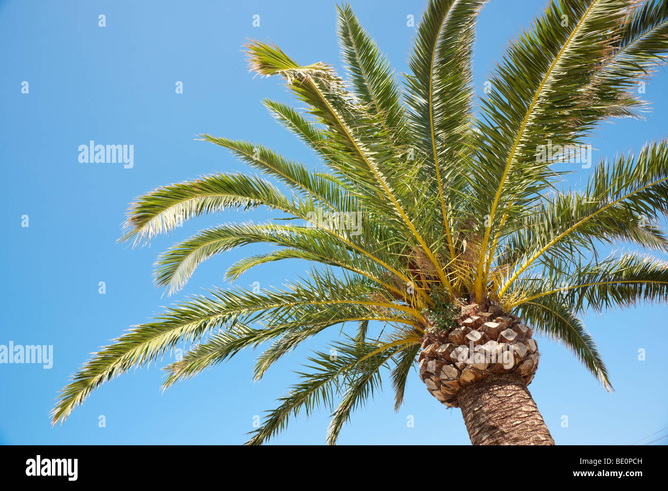 Close up leaves palm tree hi-res stock photography and images - Alamy