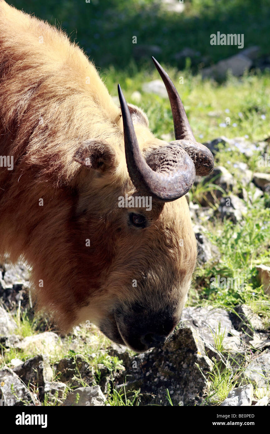 Takins hi-res stock photography and images - Alamy