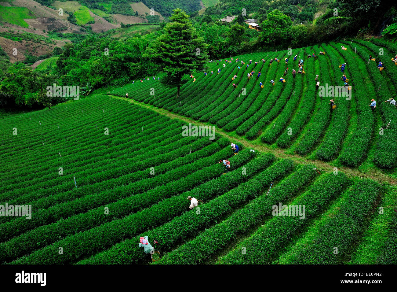 Tea plantation hi-res stock photography and images - Alamy