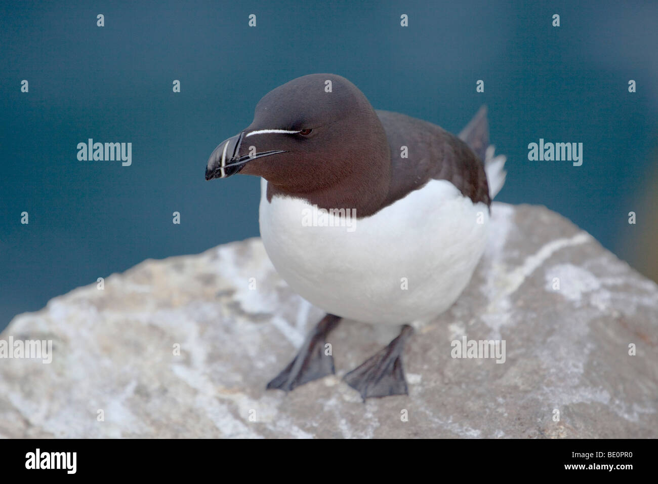 razorbill; Alca torda Stock Photo - Alamy