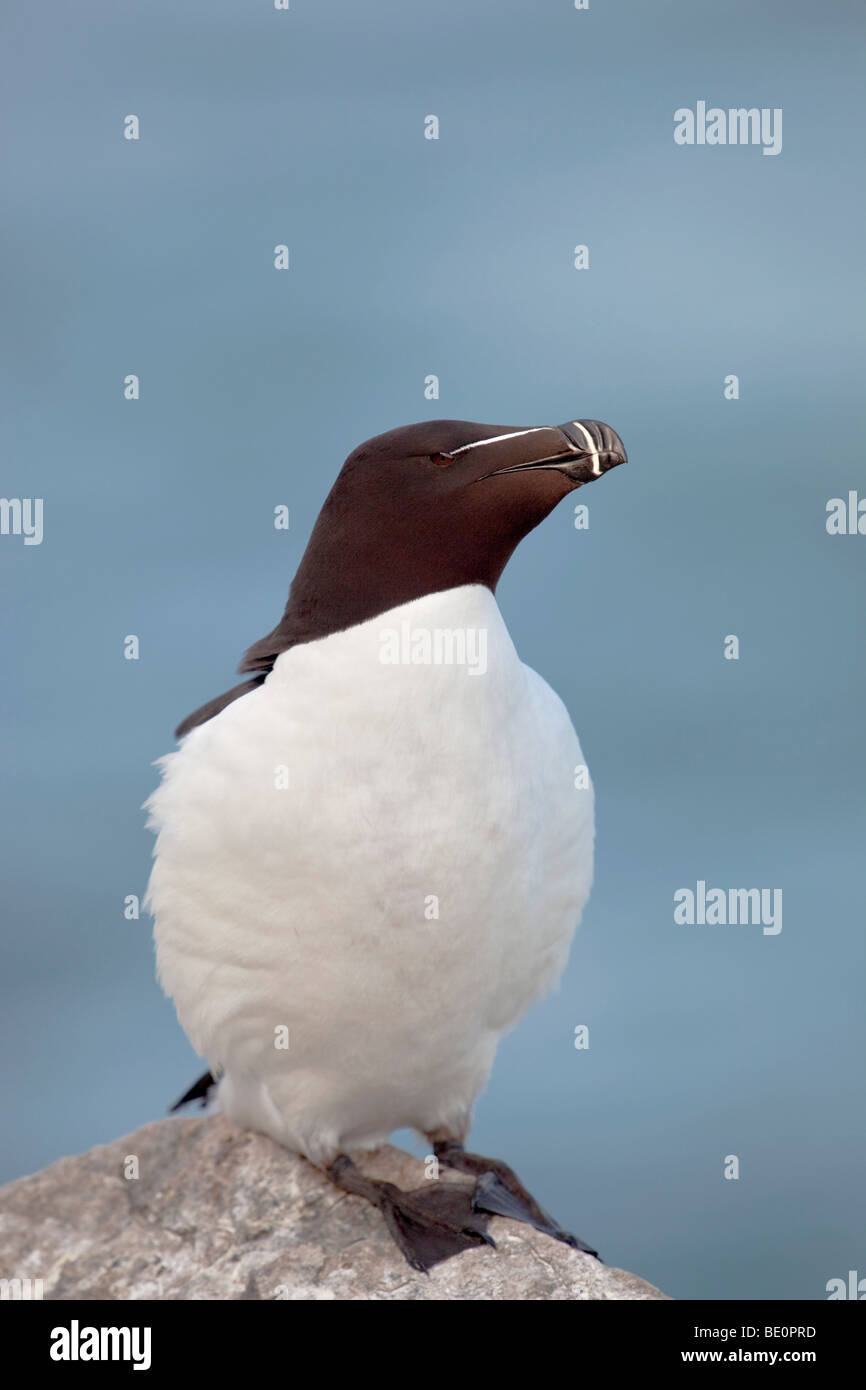 razorbill; Alca torda Stock Photo - Alamy