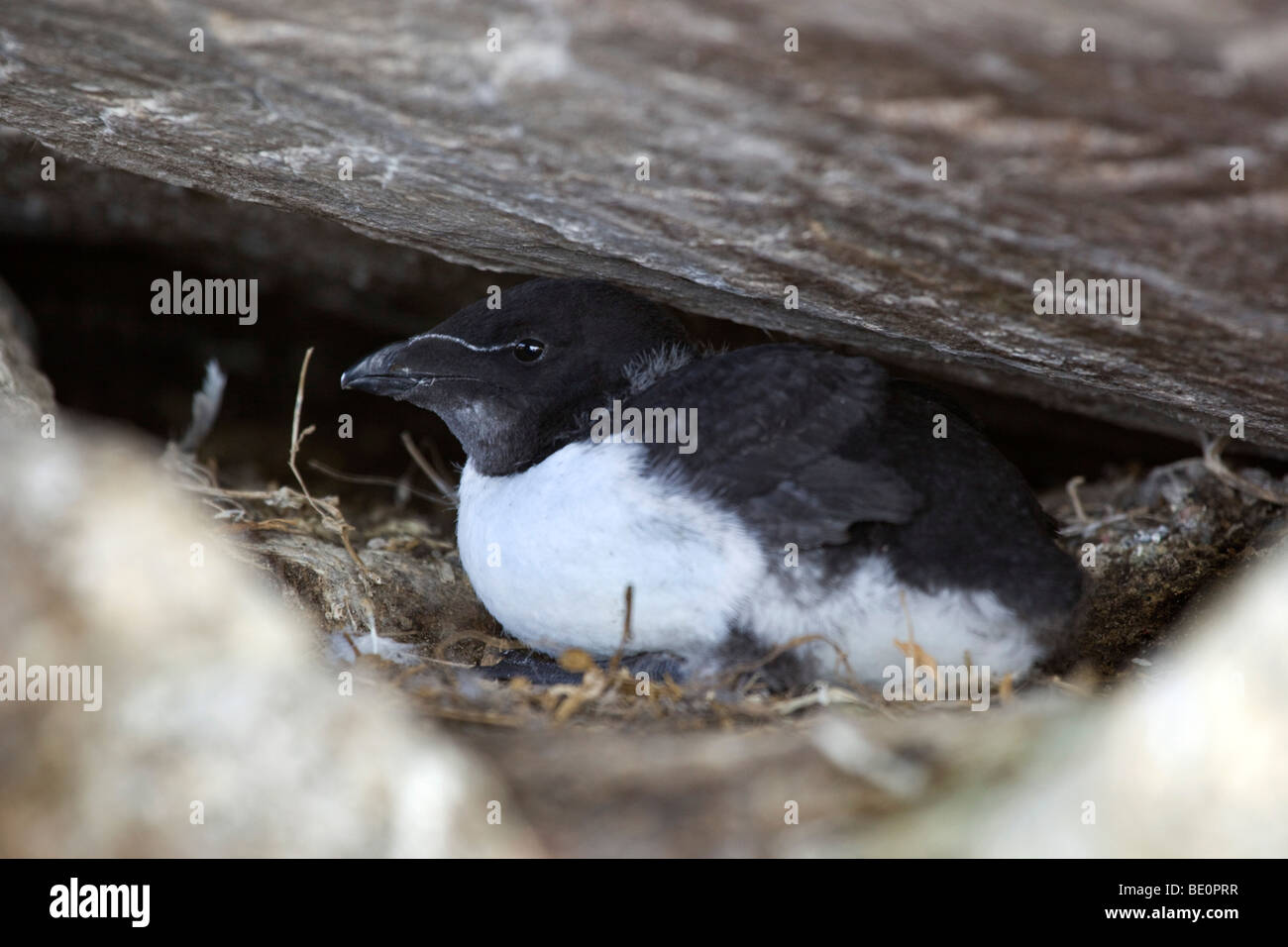 razorbill; Alca torda; chick on nest Stock Photo - Alamy