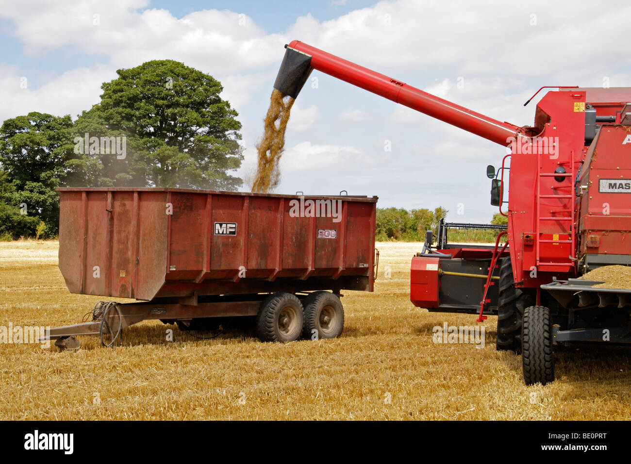 Grain is discharged from the combine harvester's unloading tube into a ...