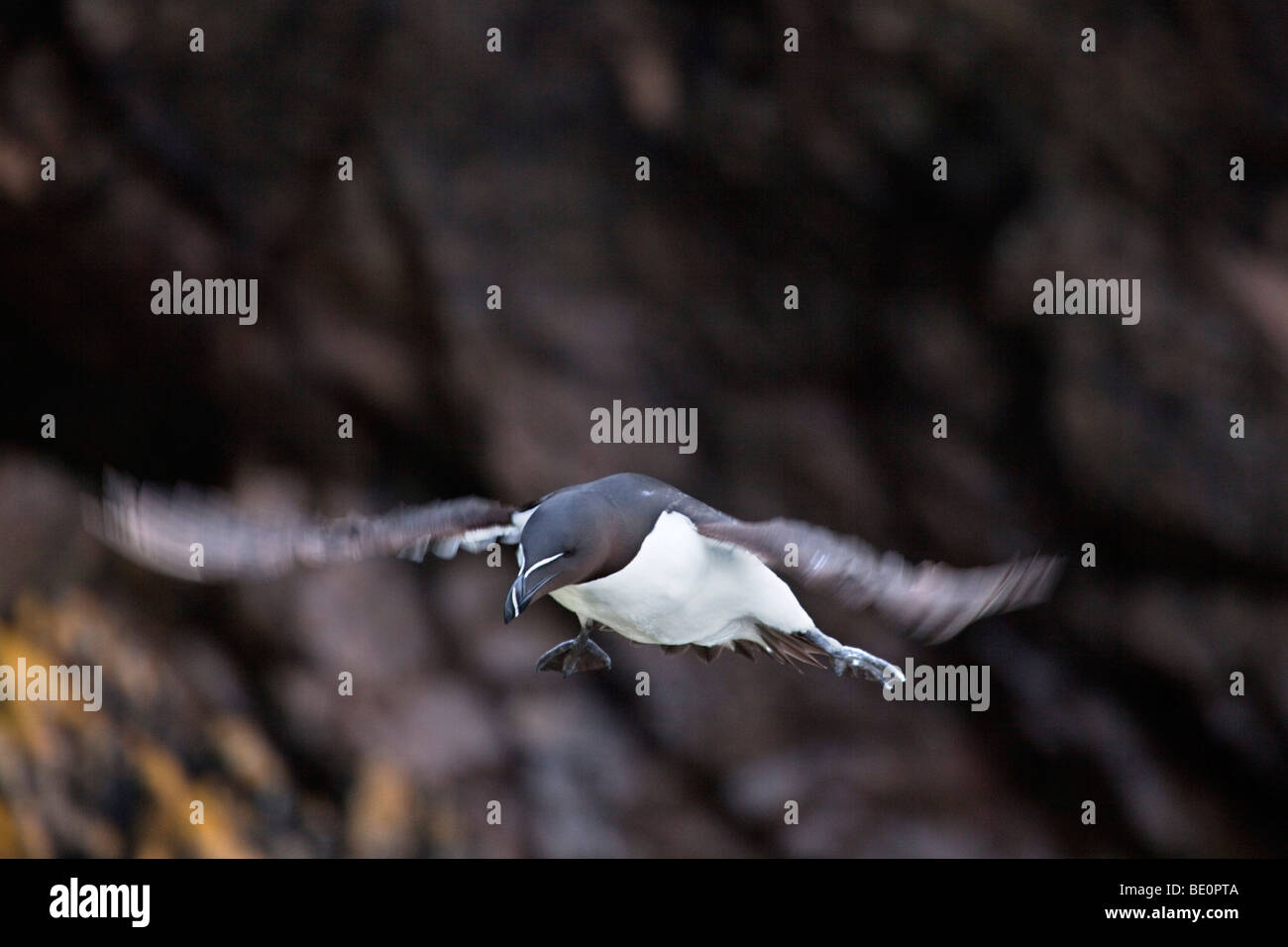 Razorbill in flight hi-res stock photography and images - Alamy
