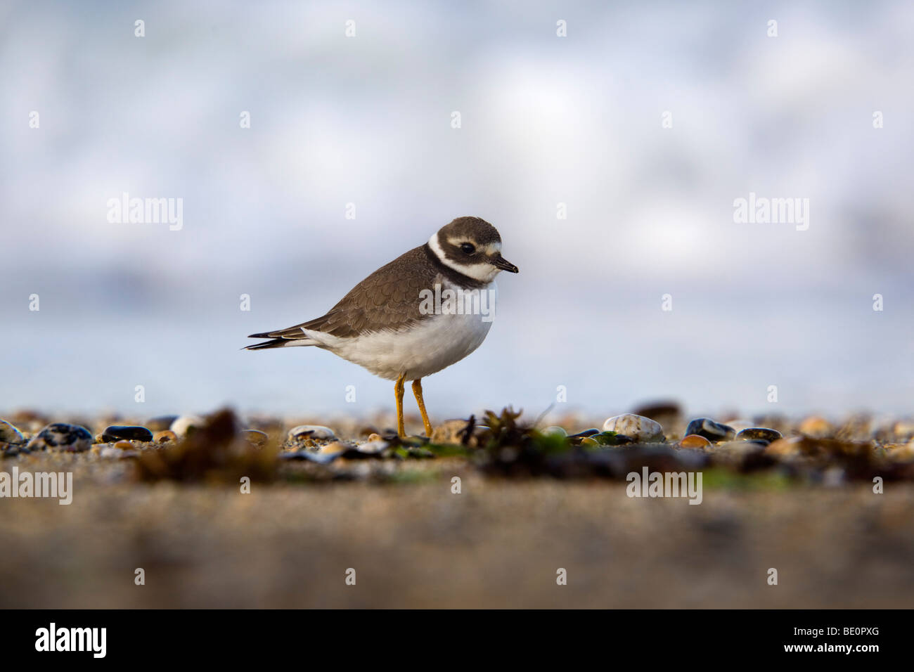 Juvenile ringed plover hi-res stock photography and images - Alamy