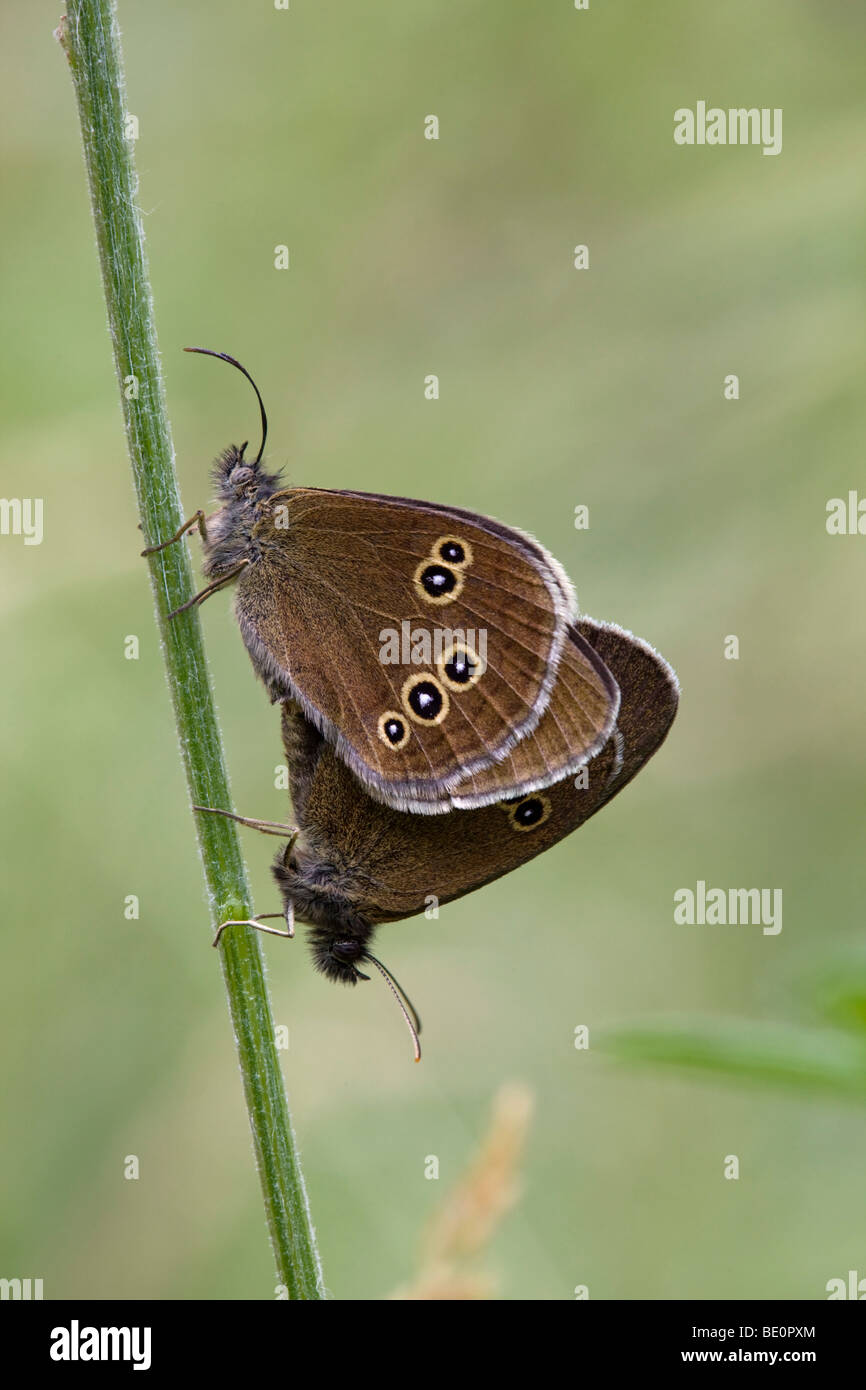 Ringlet butterfly uk hi-res stock photography and images - Alamy