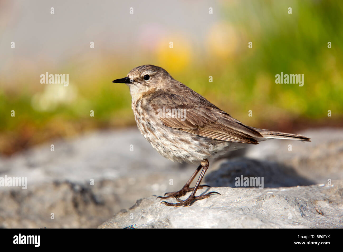 Rock pipit hi-res stock photography and images - Alamy