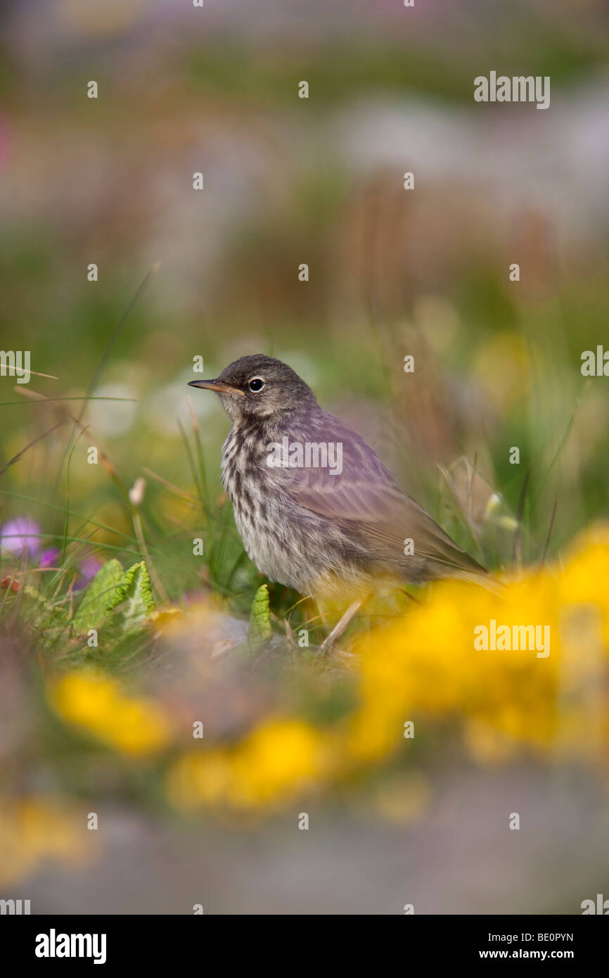 Rock pipit hi-res stock photography and images - Alamy