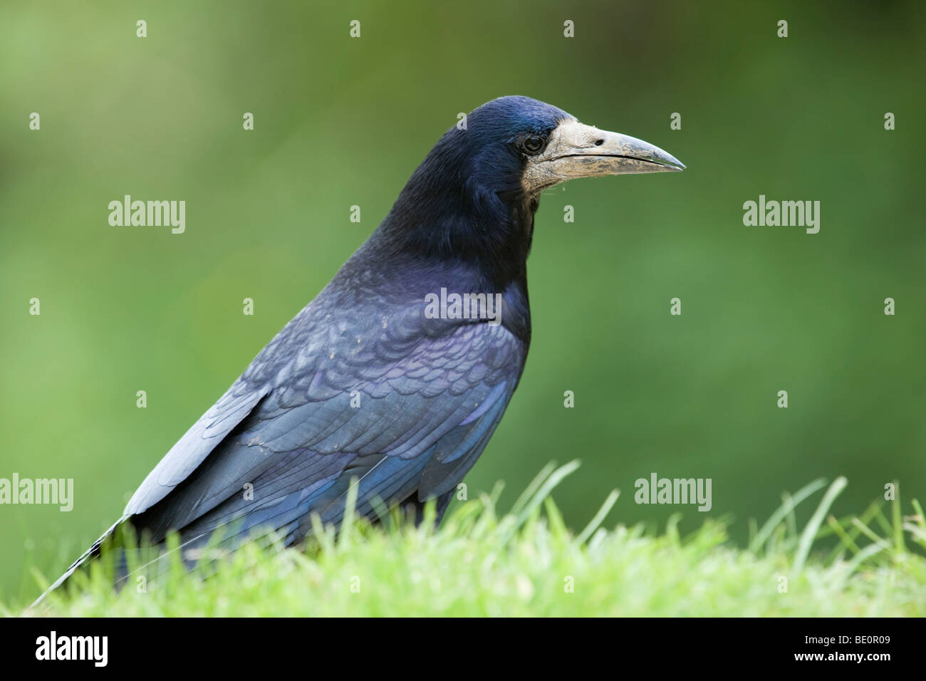 rook; Corvus frugilegus Stock Photo - Alamy