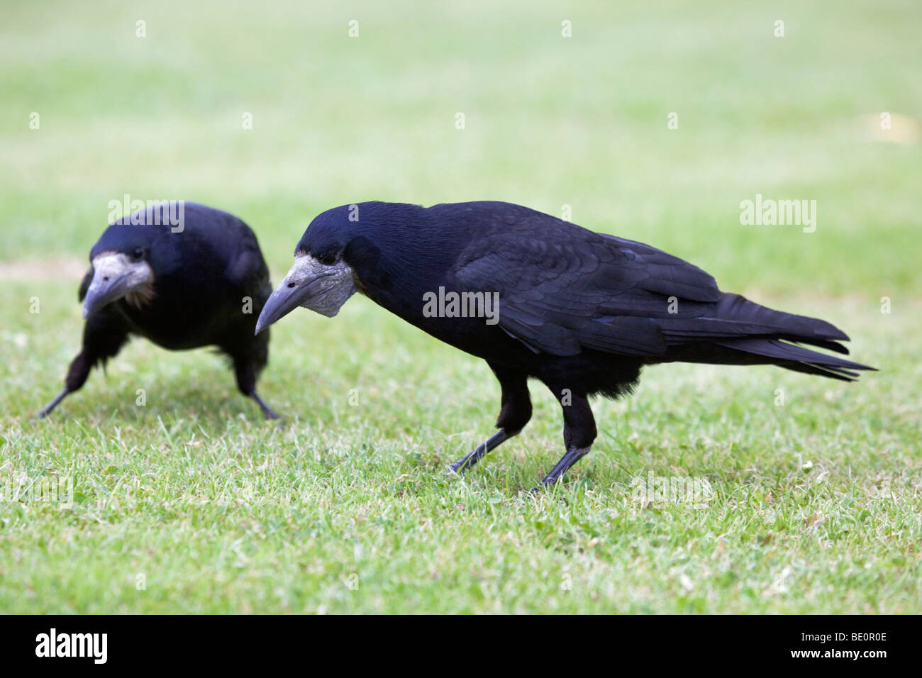 Rook Feeding High Resolution Stock Photography and Images - Alamy