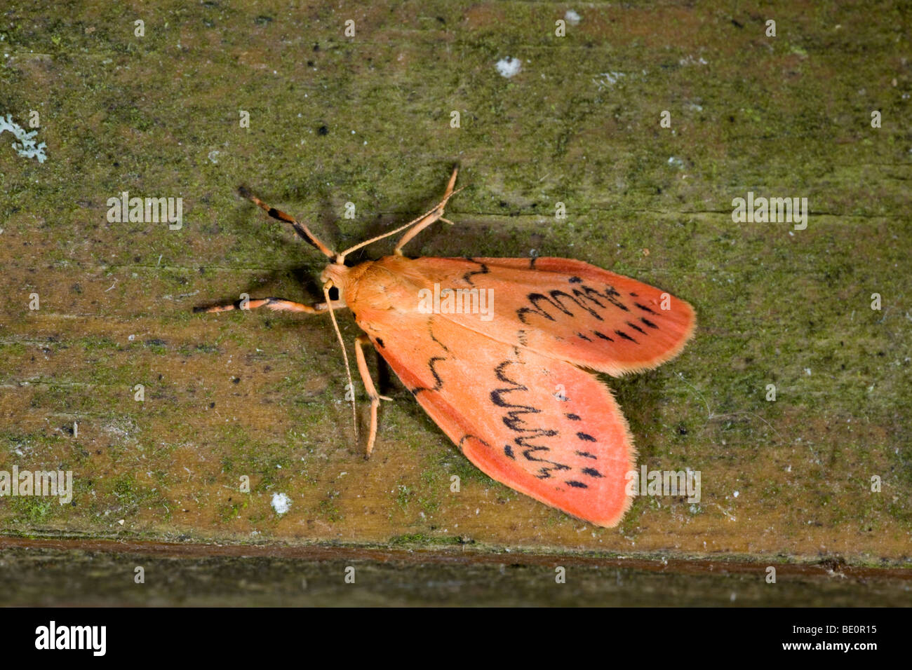 rosy footman moth; Miltochrista miniata Stock Photo - Alamy