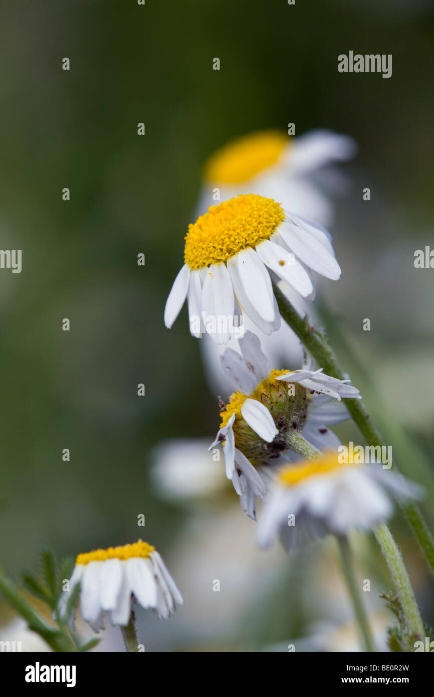 Scented mayweed hi-res stock photography and images - Alamy