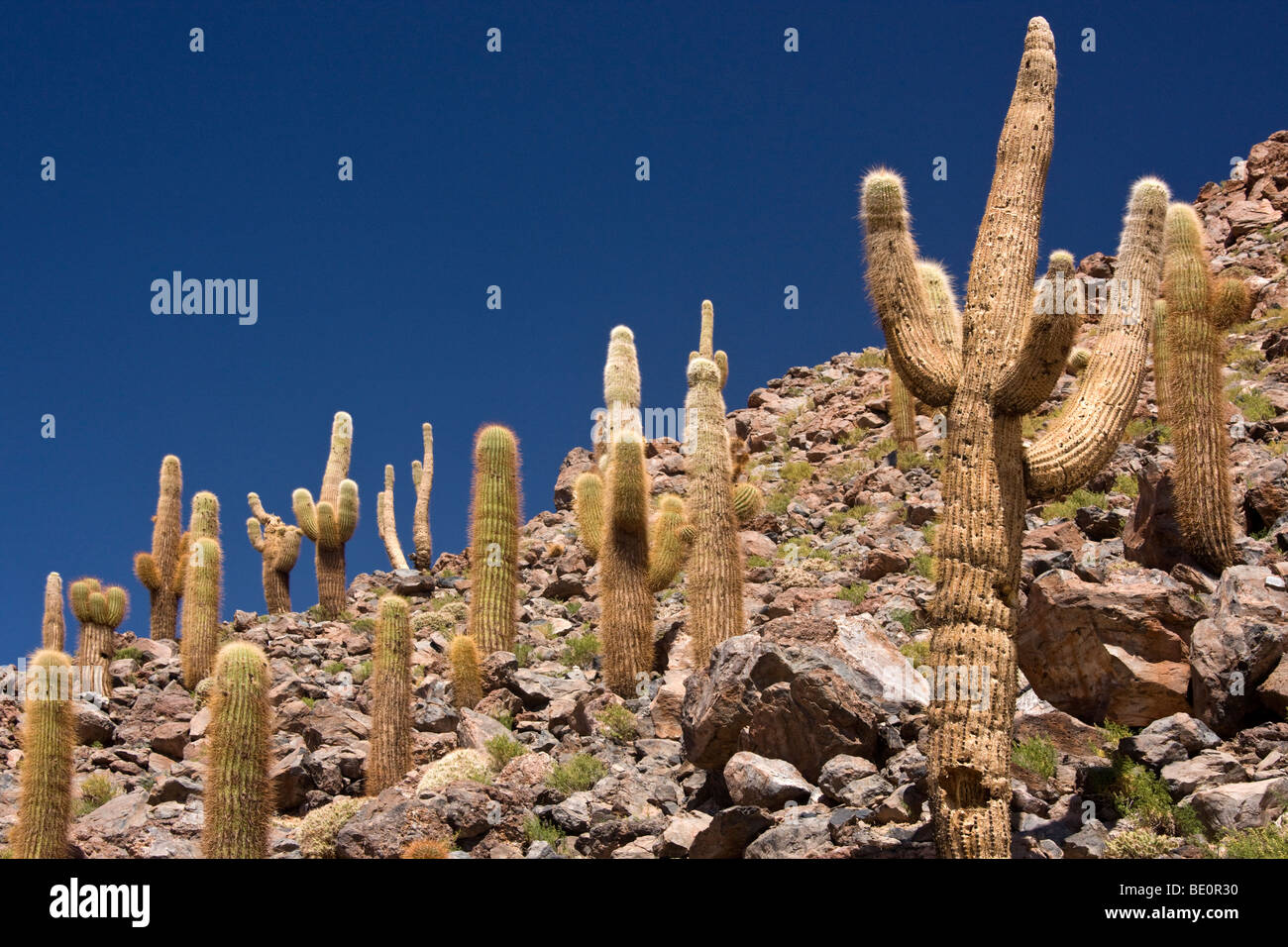 Cactus Canyon in the Atacama Desert in Northern Chile Stock Photo - Alamy