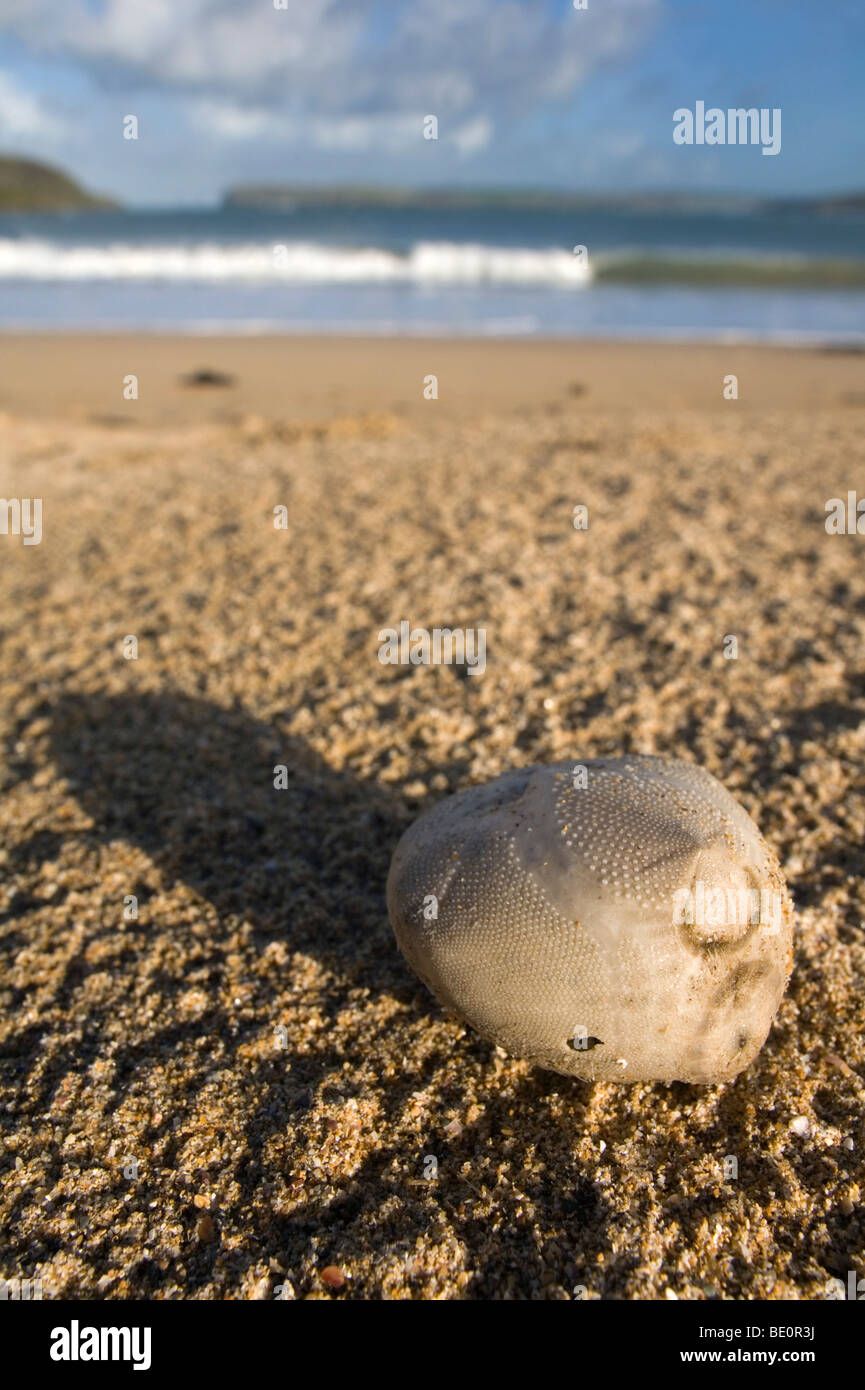sea urchin; sea potato; Echinocardium cordatum Stock Photo - Alamy