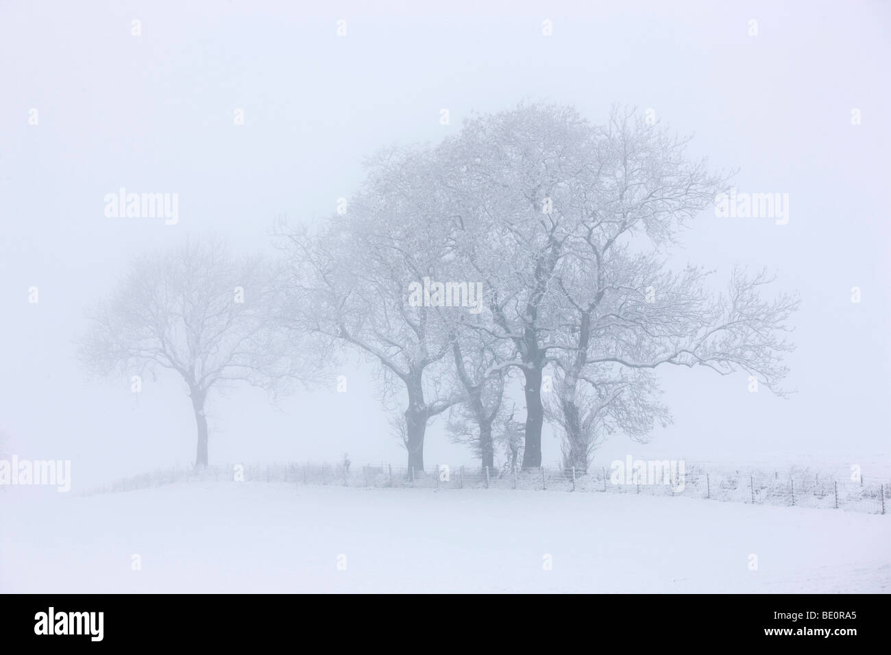 Trees seen through winter whiteout Stock Photo - Alamy