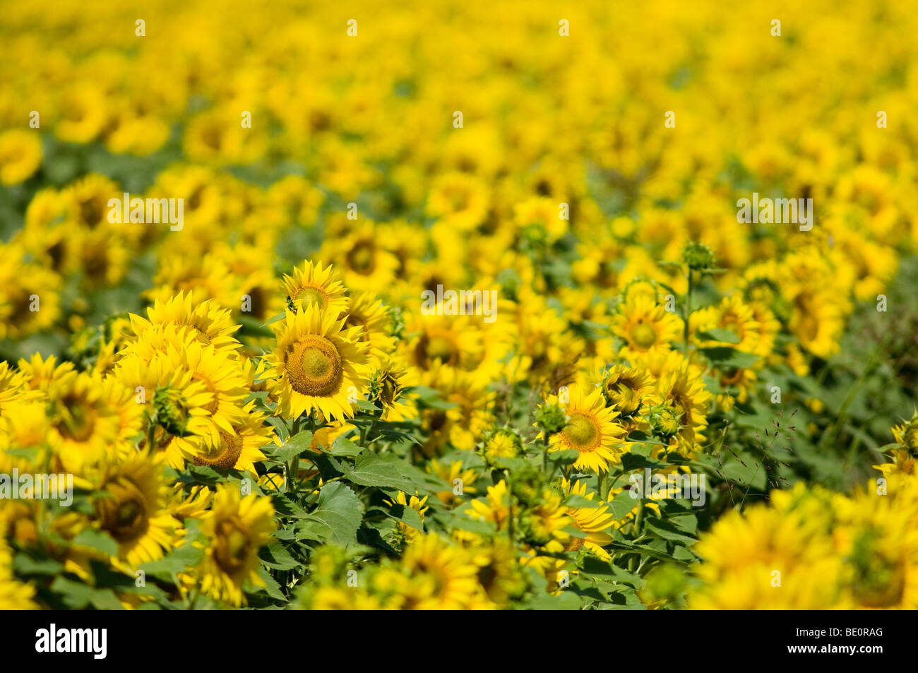 Sunflower in wind sunflowers field hi-res stock photography and images ...