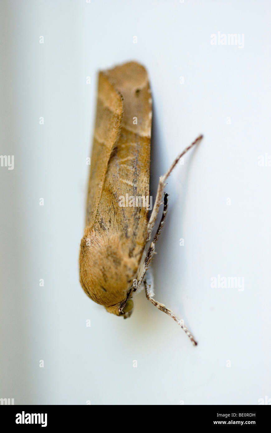 Female gypsy moth hi-res stock photography and images - Alamy
