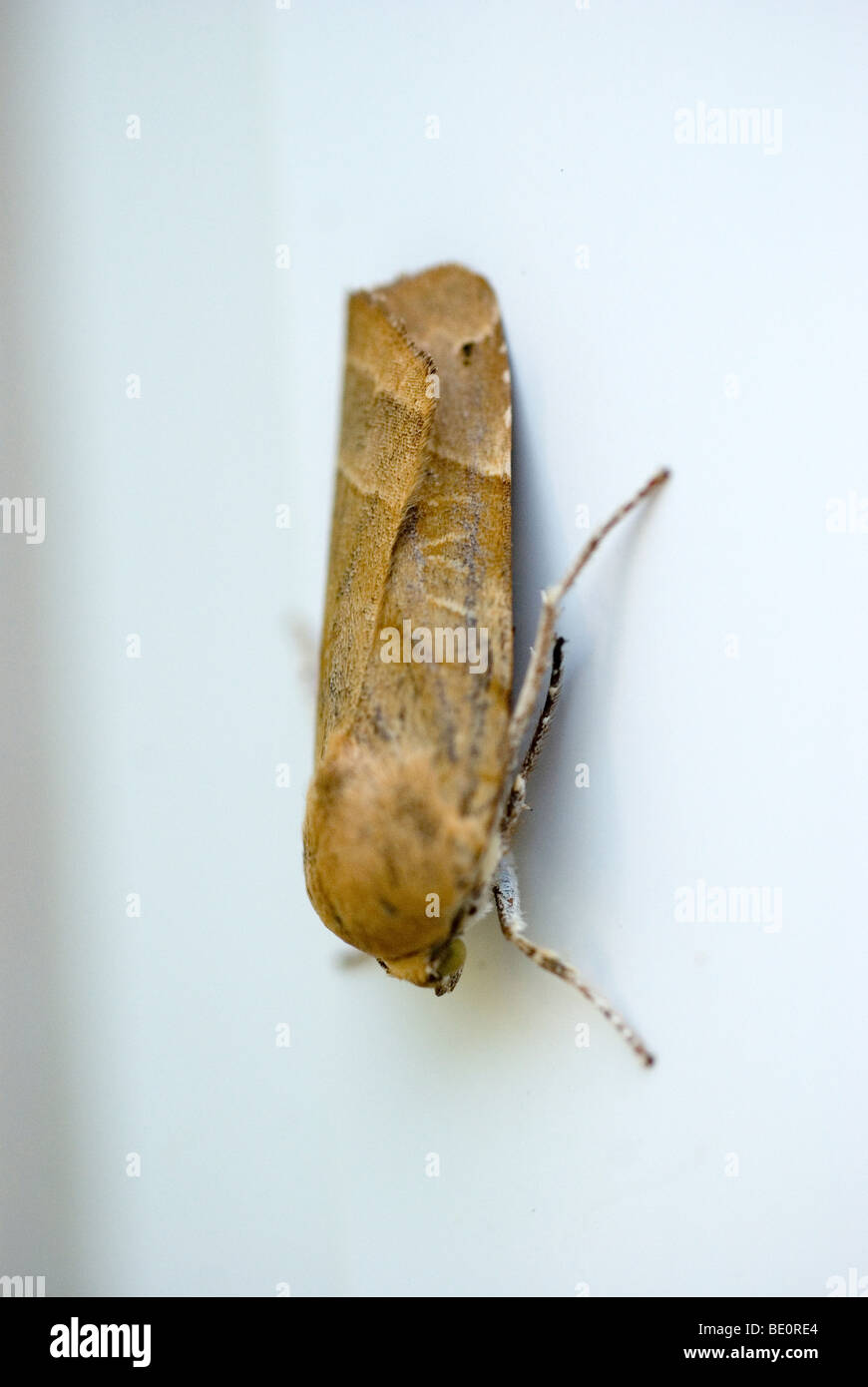 Gypsy moths hi-res stock photography and images - Alamy