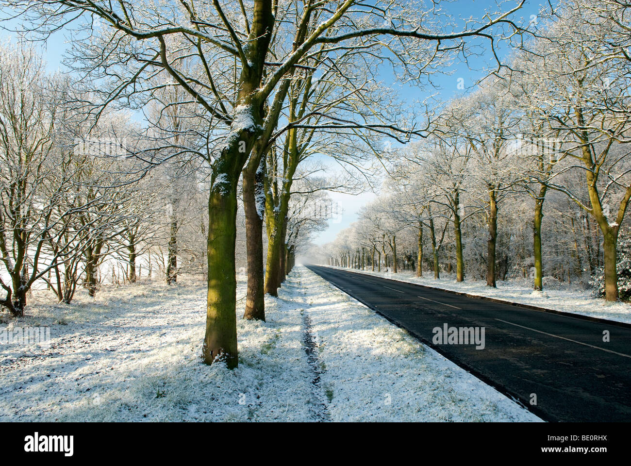 Winter tree lined road with frost and snow and blue sky bright and ...