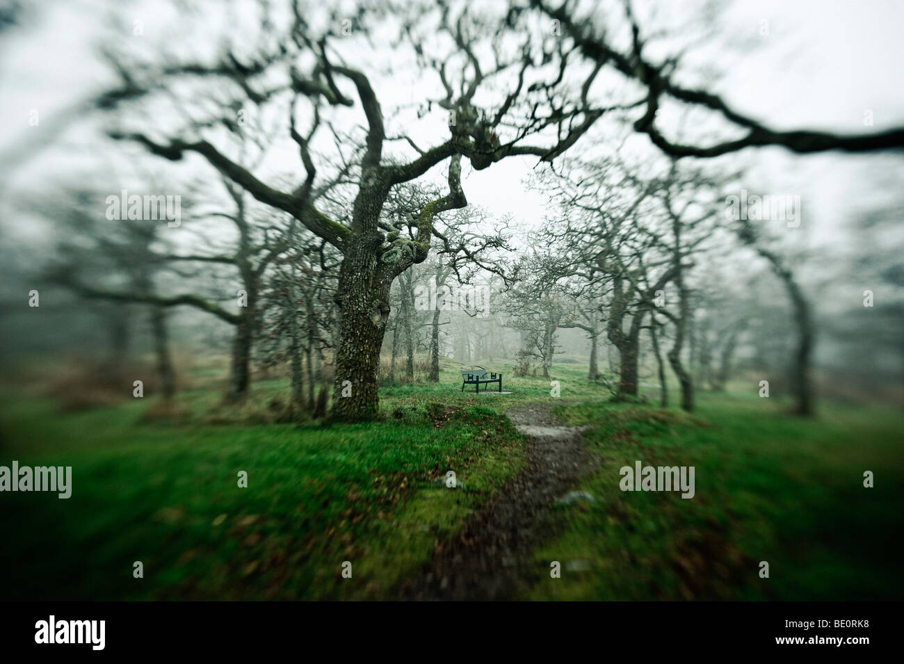 Eerie fog shrouded park Stock Photo - Alamy