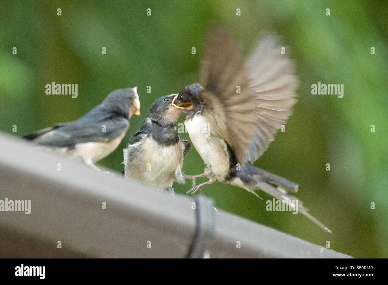 Swallow fledglings being fed by their mother Stock Photo - Alamy