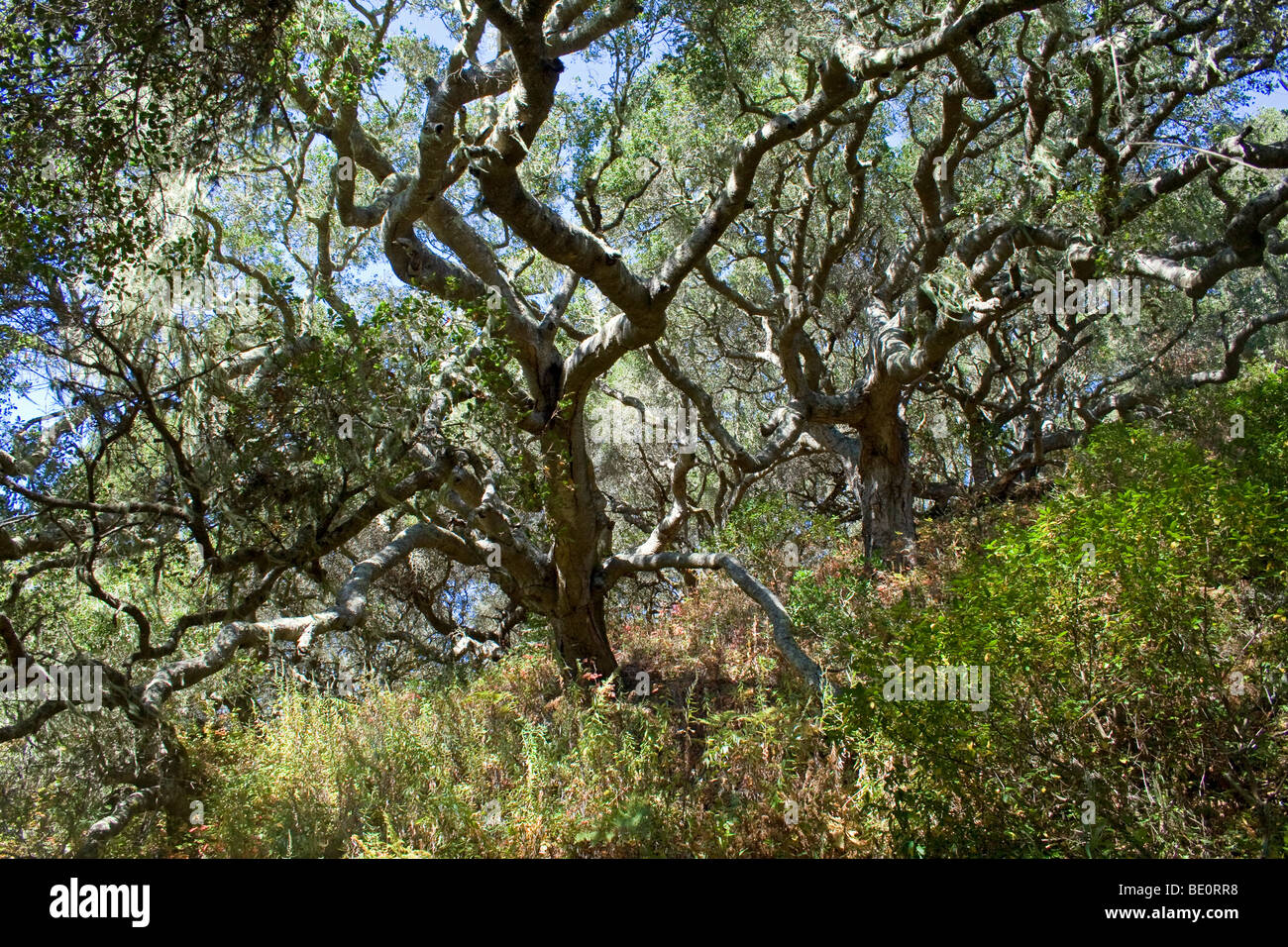 Oak Trees, Montana de Oro State Park, San Luis Obispo County ...