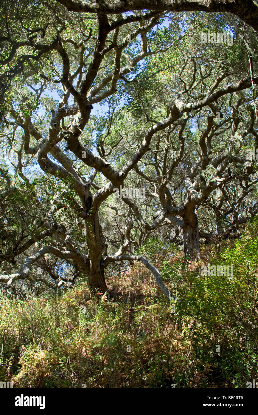Oak Trees, Monta a de Oro State Park, San Luis Obispo County ...