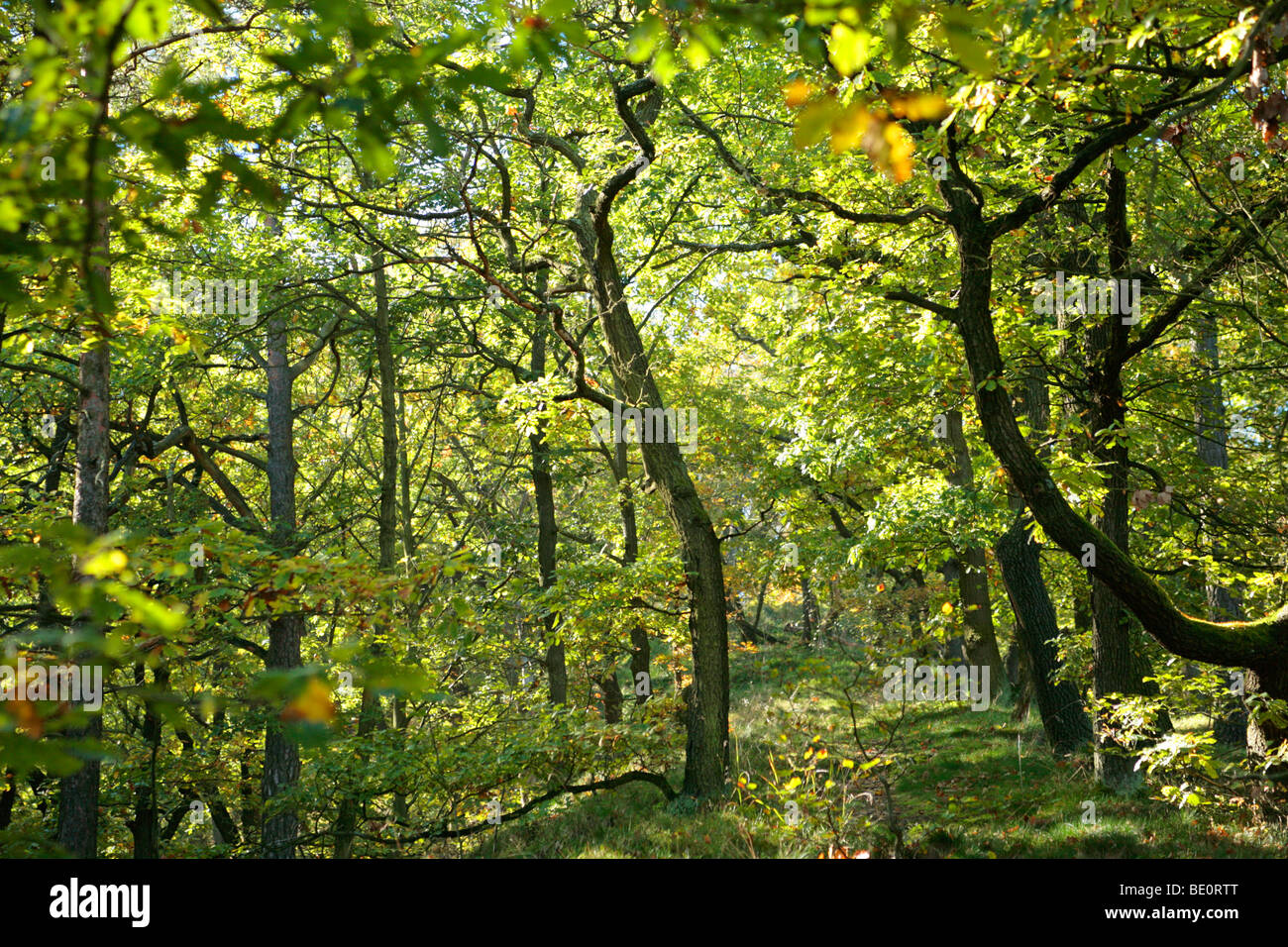 forest at back light Stock Photo - Alamy