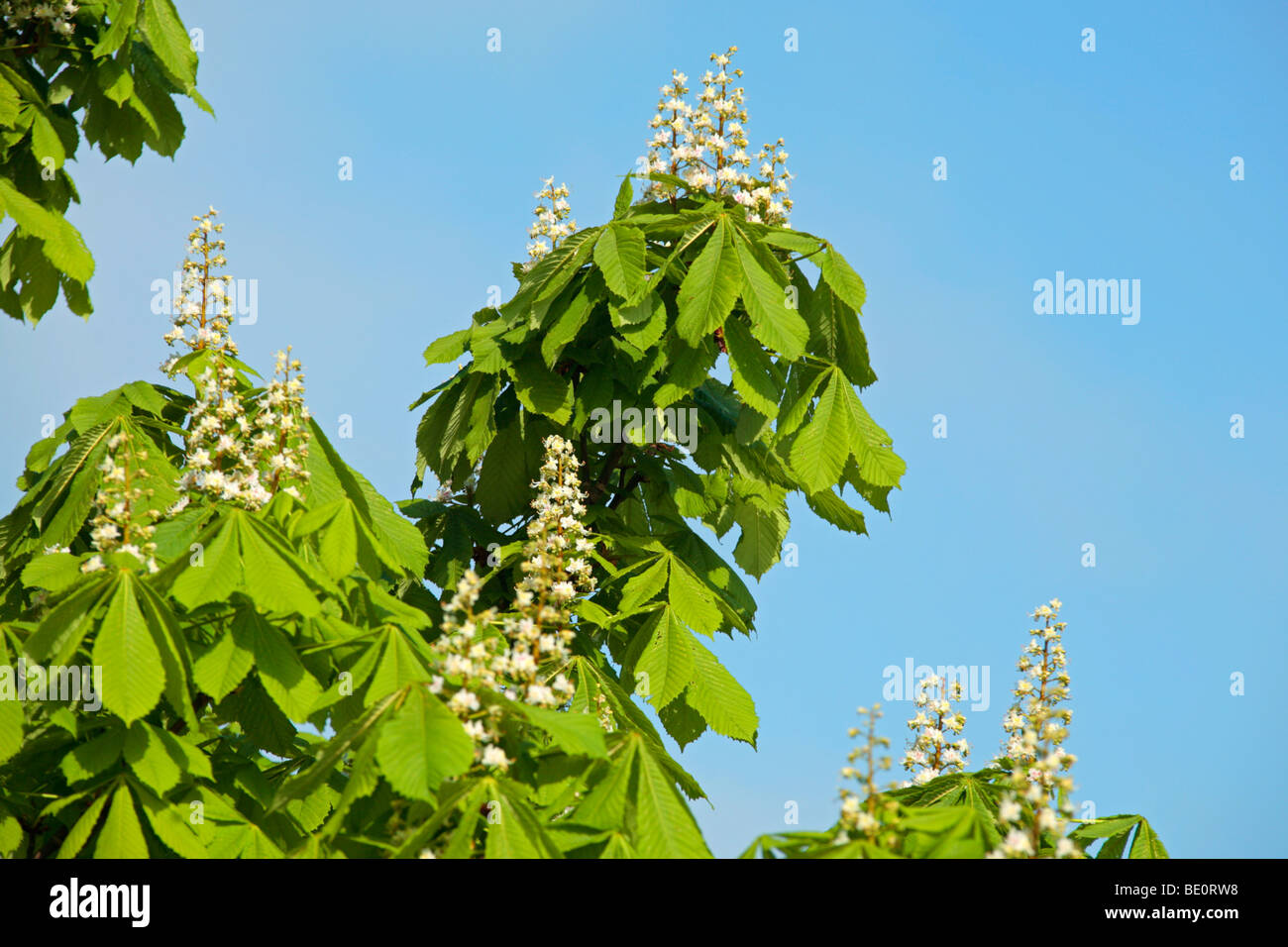 blooming chestnut tree Stock Photo - Alamy