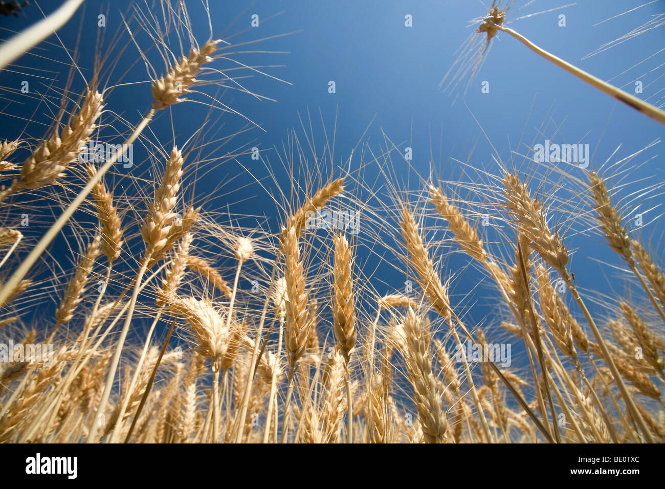 Oregon, USA; Stalks of wheat Stock Photo - Alamy