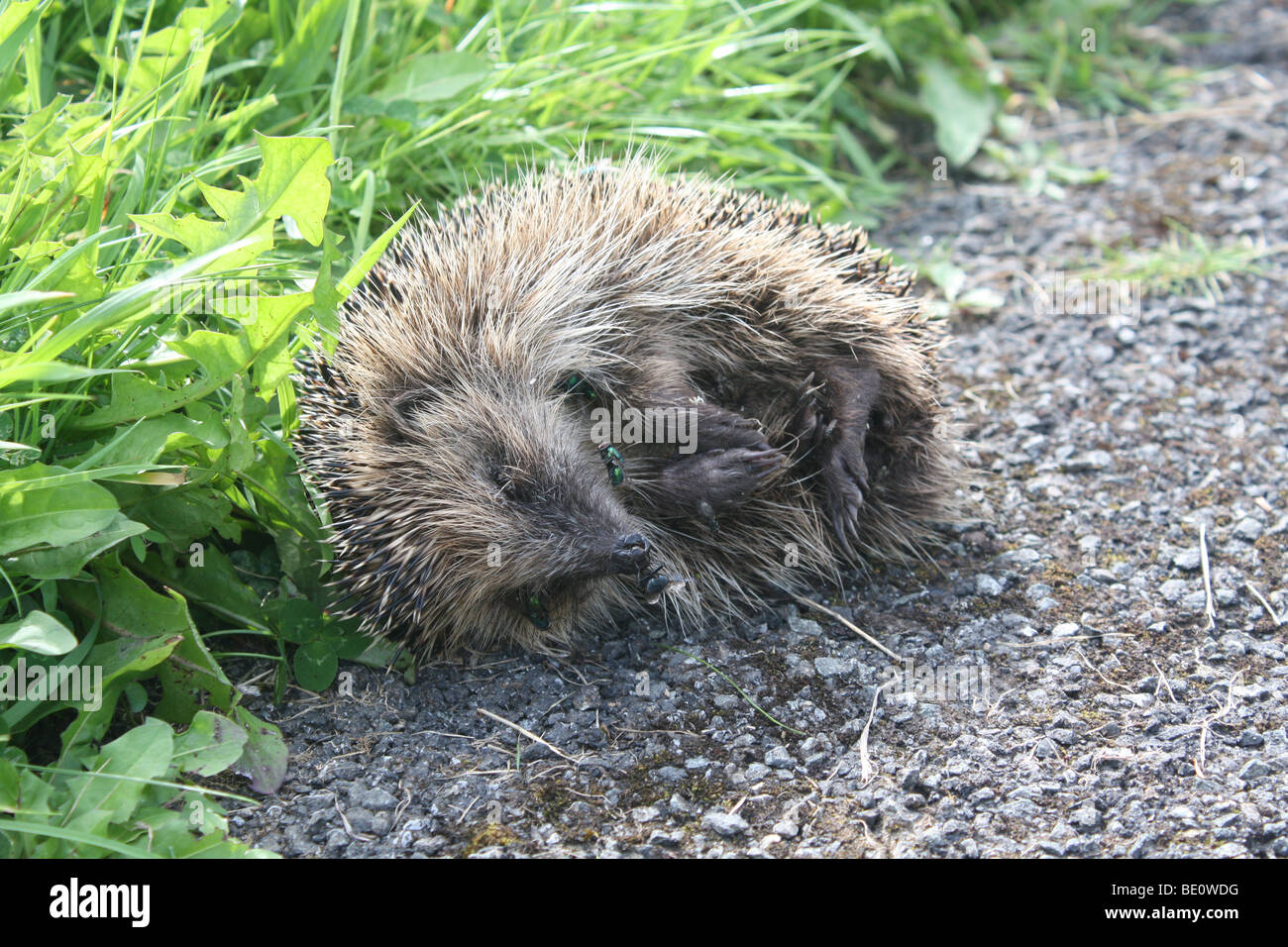 Dead hedgehog hi-res stock photography and images - Alamy