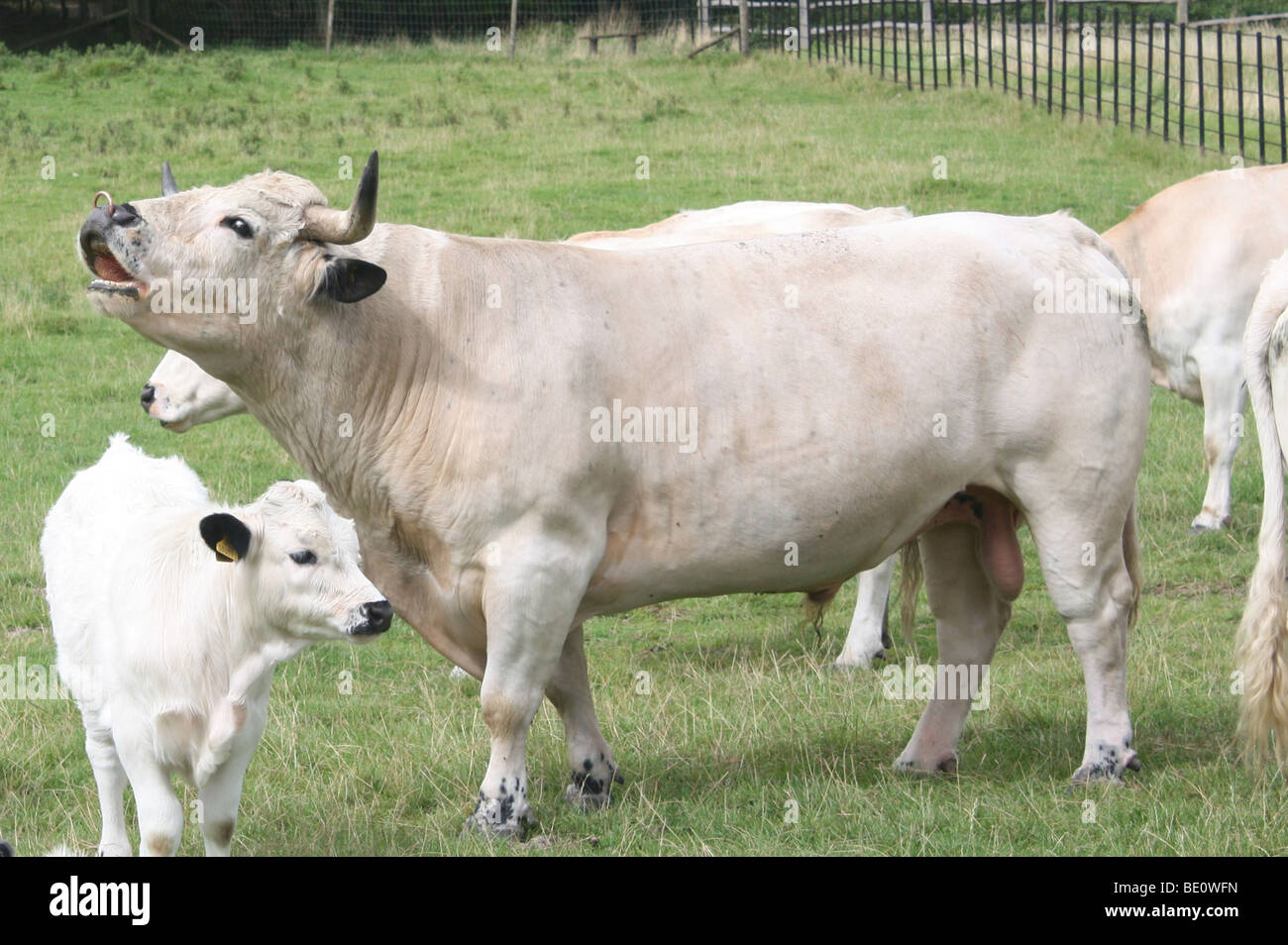 Mooing hi-res stock photography and images - Alamy