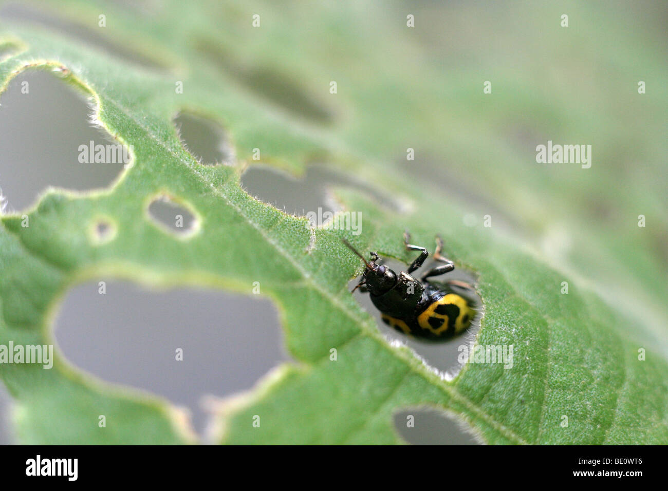 Ladybug eating leaves Stock Photo - Alamy
