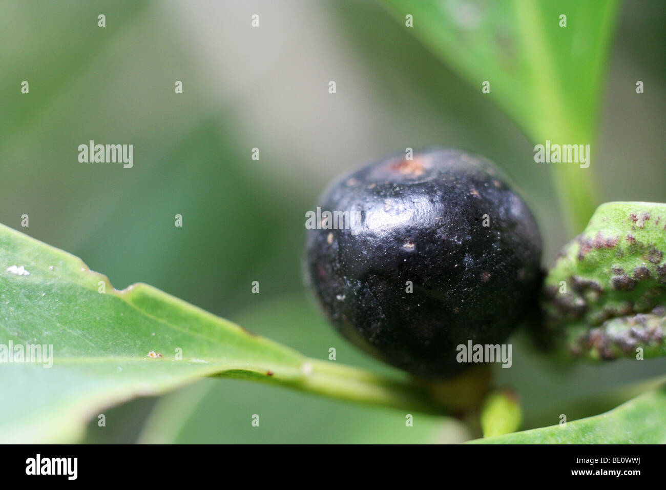 Laurel fruit hi-res stock photography and images - Alamy