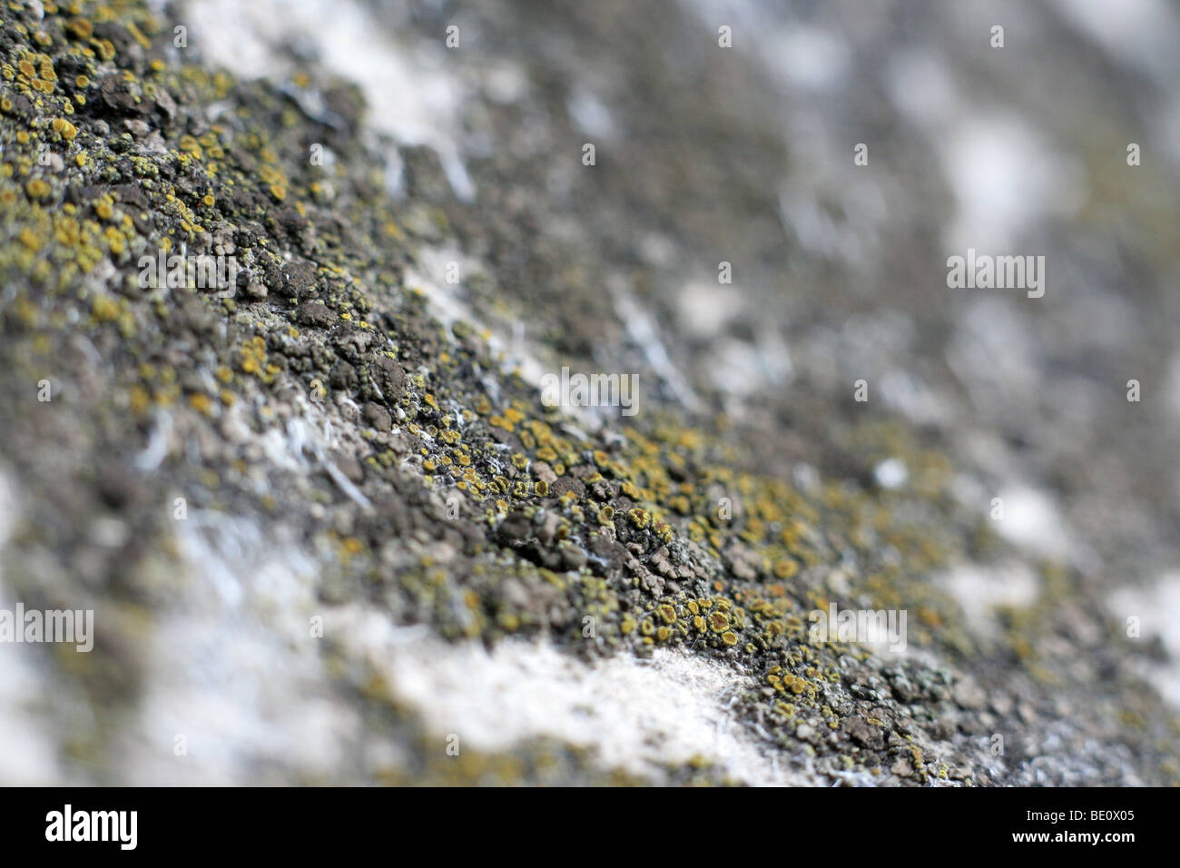 Moss on a rock Stock Photo - Alamy