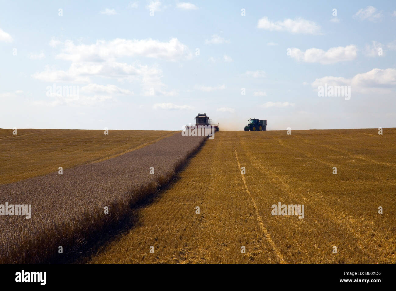 Harvesting wheat in Norfolk, UK Stock Photo - Alamy
