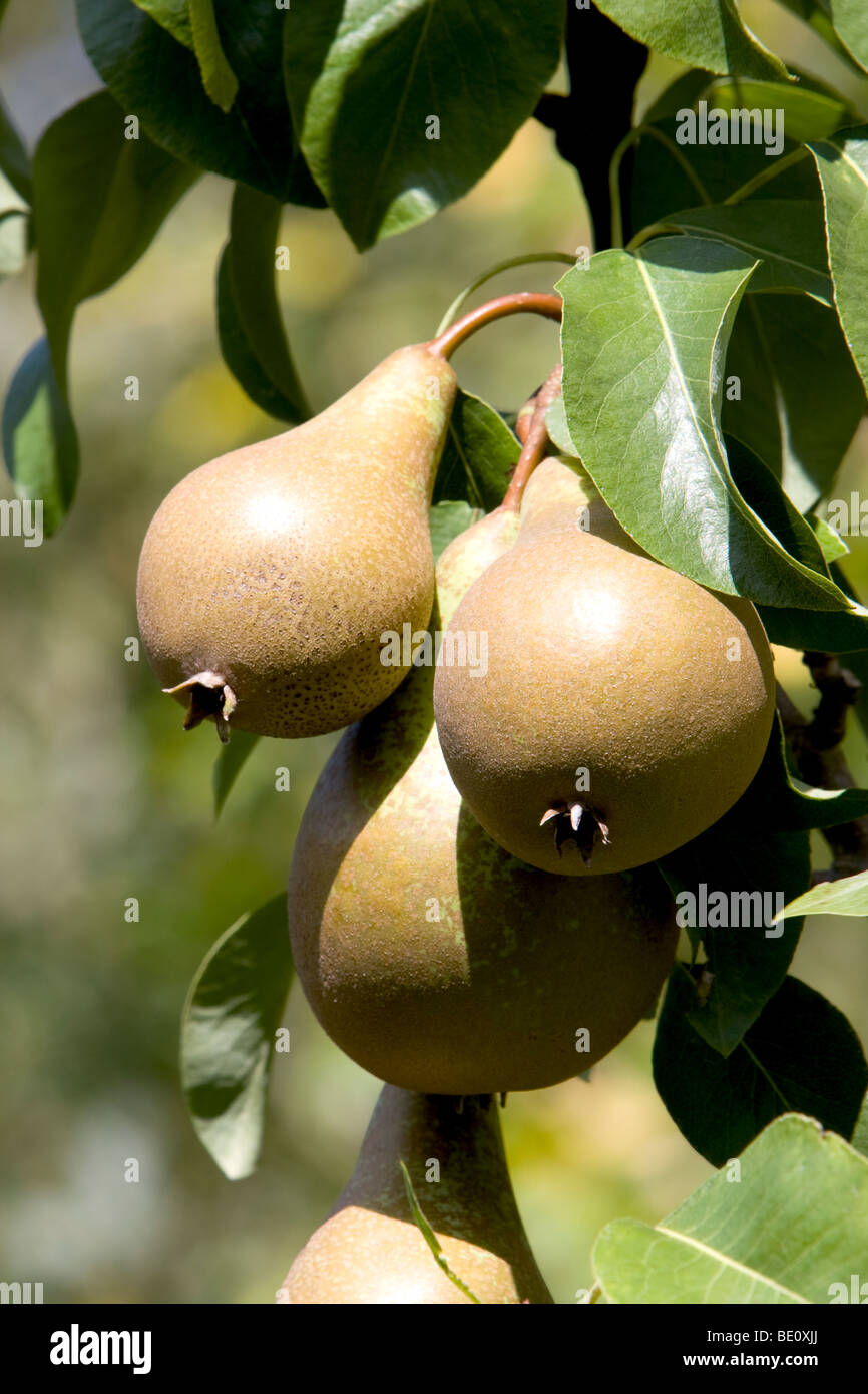 Conference Pears in an English Garden Stock Photo - Alamy