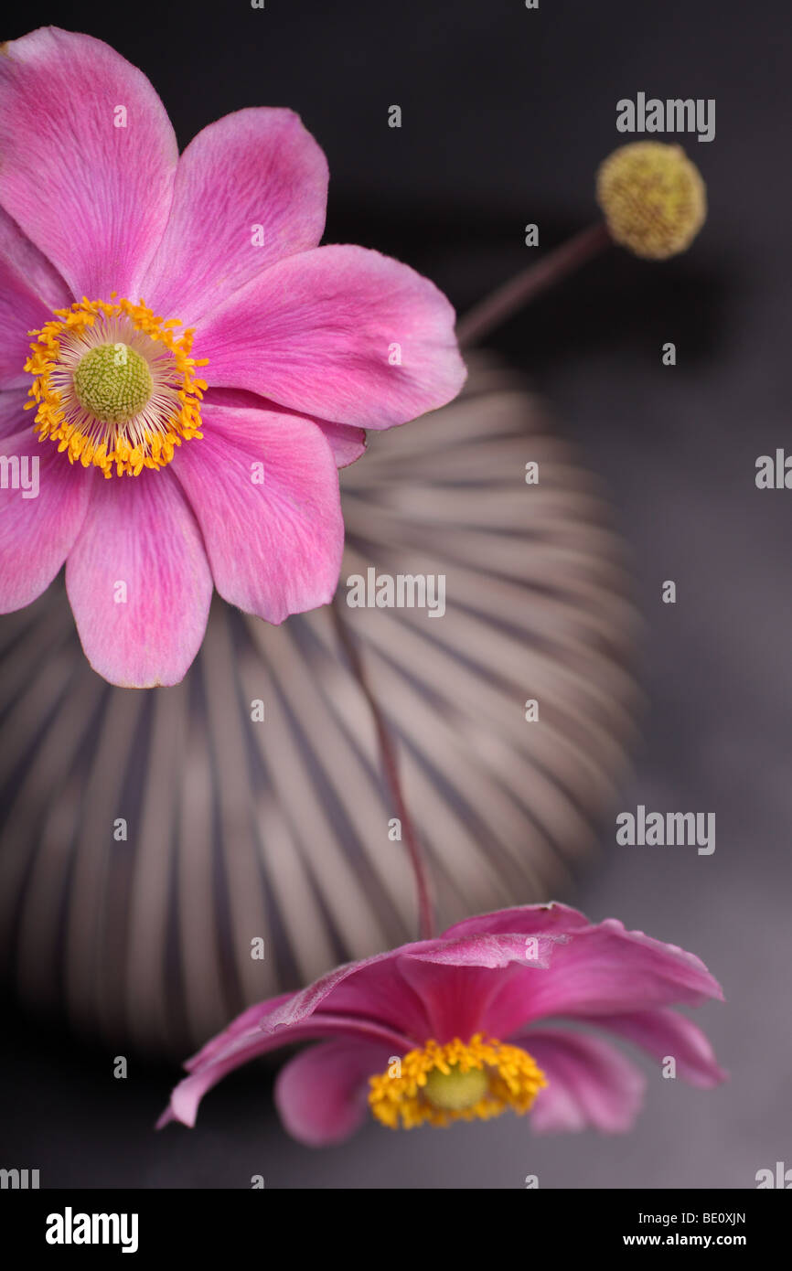 Soft focus japanese anemone hi-res stock photography and images - Alamy