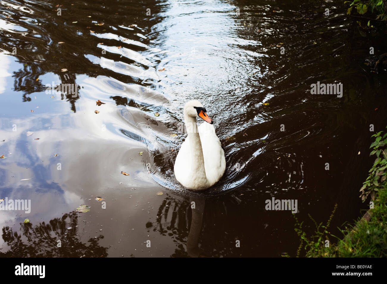 a swan swimming on water Stock Photo - Alamy