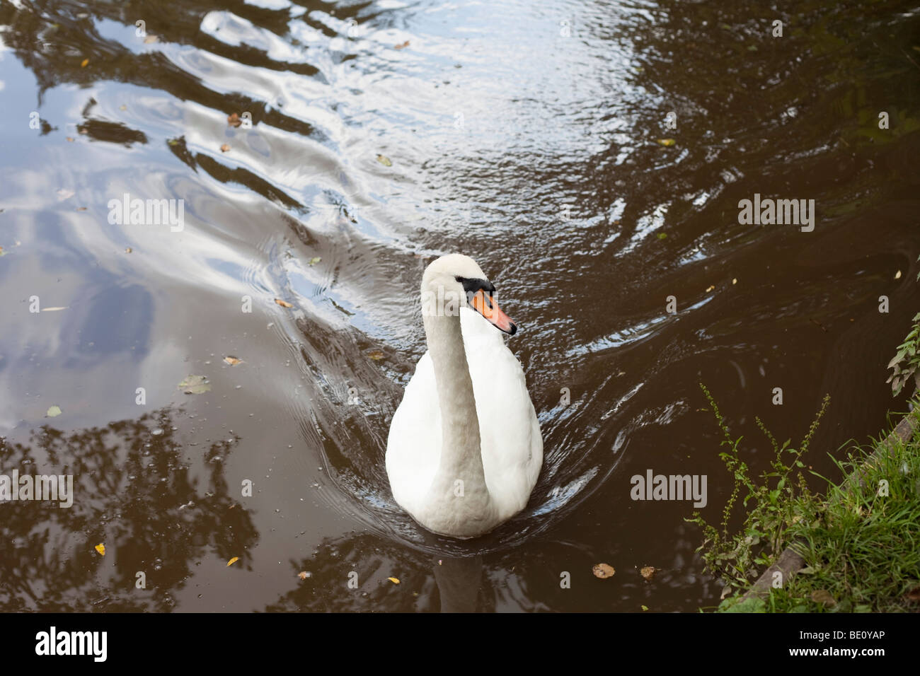 a swan swimming on water Stock Photo - Alamy
