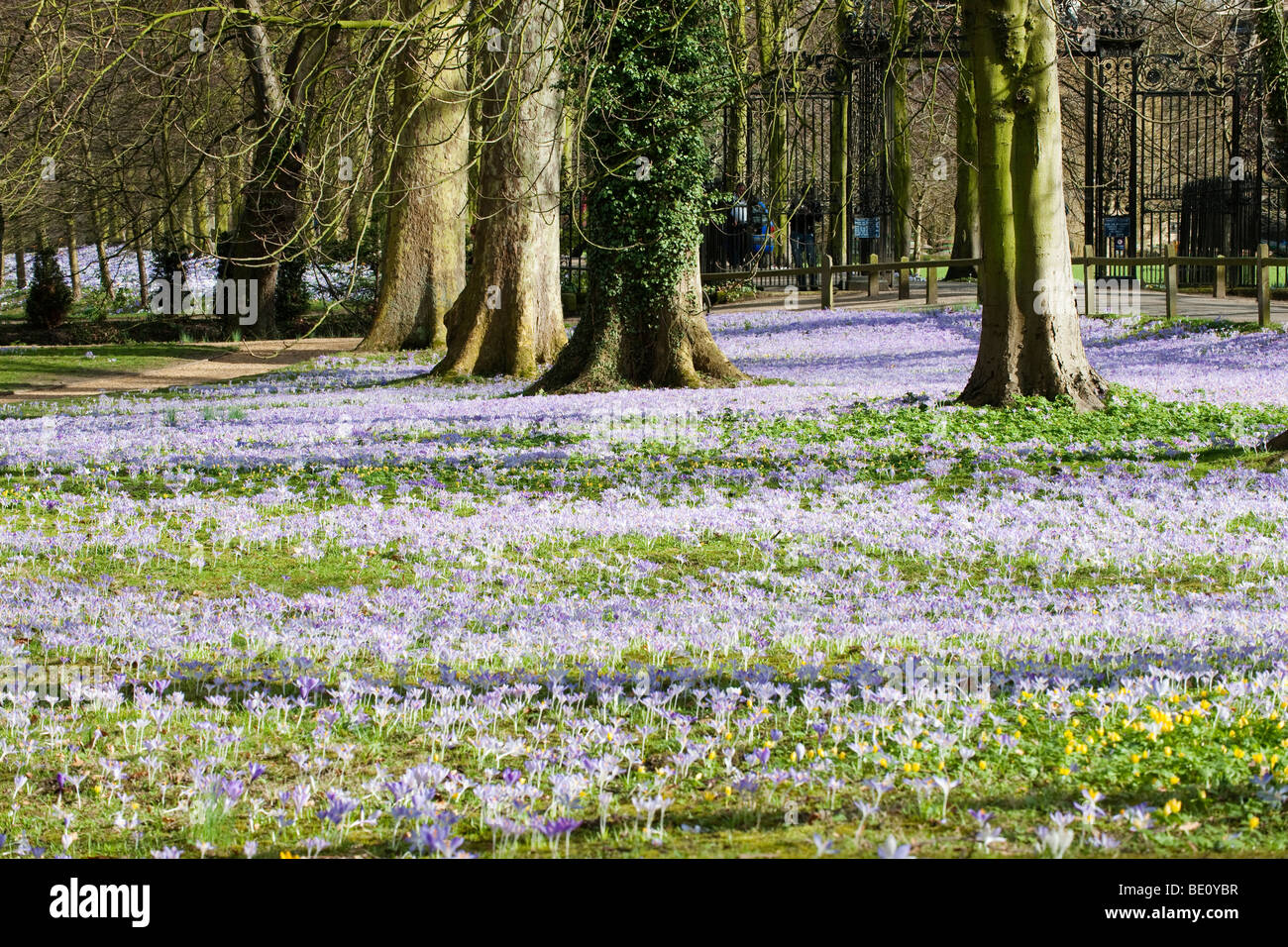 Crocus fields hi-res stock photography and images - Alamy