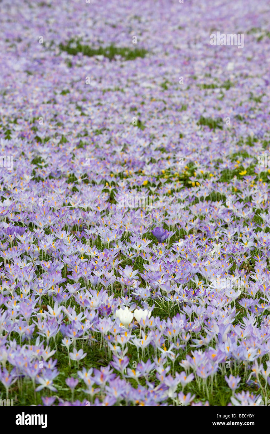 Spring flowers in trinity college hi-res stock photography and images ...
